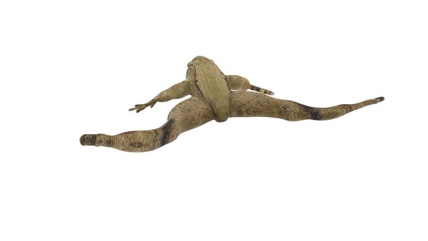 3D model Swimming Posed Frog - TurboSquid 1841489