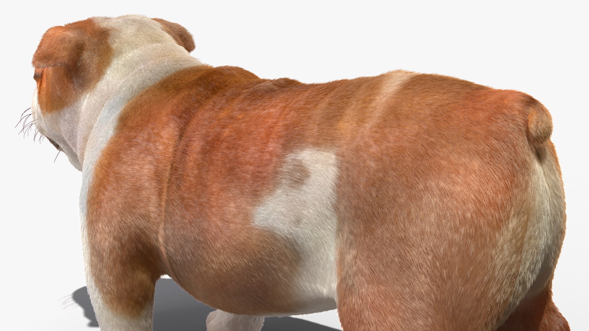 3D Model Bulldog Fur - TurboSquid 2180512