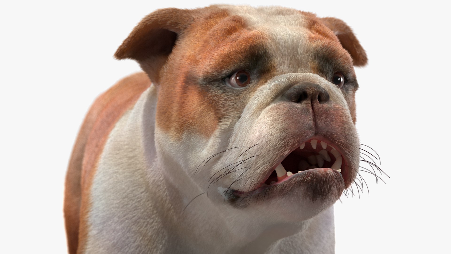 3D Model Bulldog Fur - TurboSquid 2180512