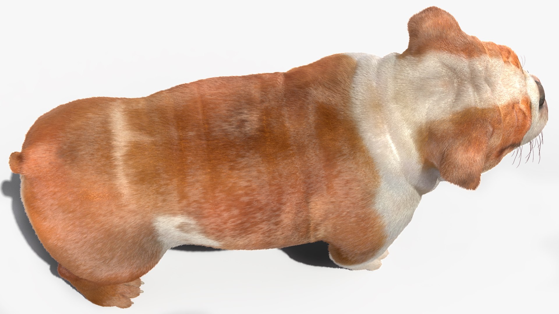 3D Model Bulldog Fur - TurboSquid 2180512