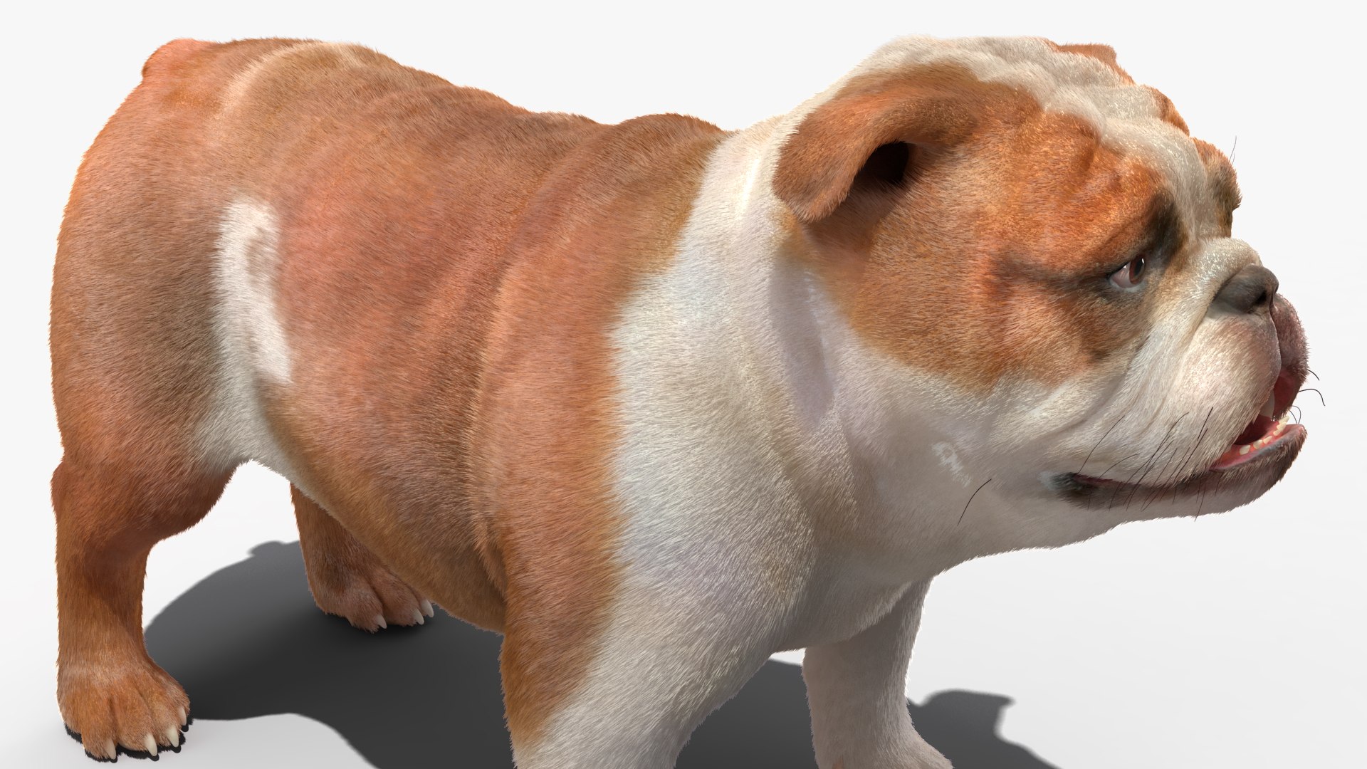3D Model Bulldog Fur - TurboSquid 2180512