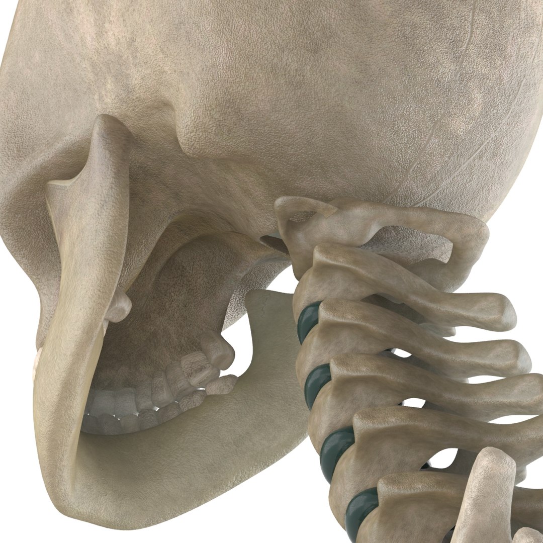 Realist Human Skeleton Skeletal Skull Obj