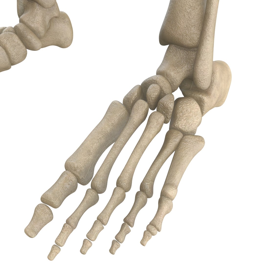 Realist Human Skeleton Skeletal Skull Obj