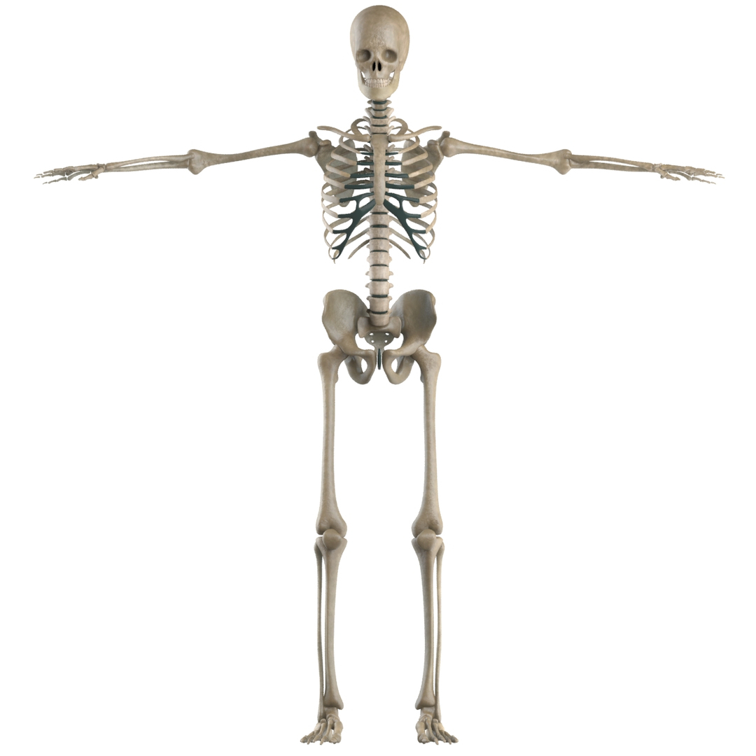 Realist Human Skeleton Skeletal Skull Obj