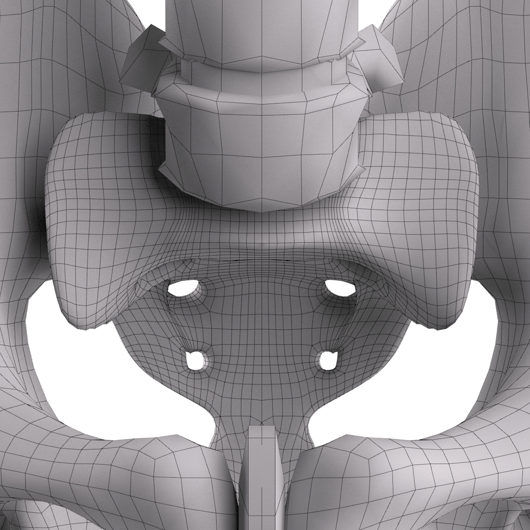 Realist Human Skeleton Skeletal Skull Obj