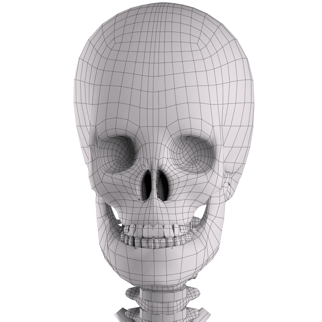 Realist Human Skeleton Skeletal Skull Obj