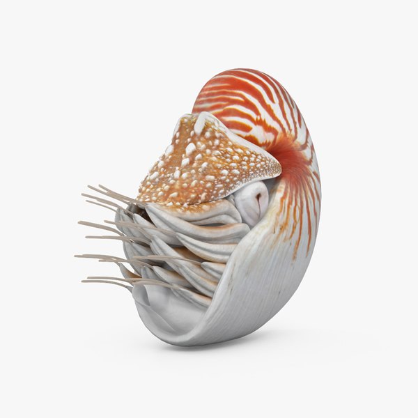 Nautilus Shell 3D Models for Download | TurboSquid