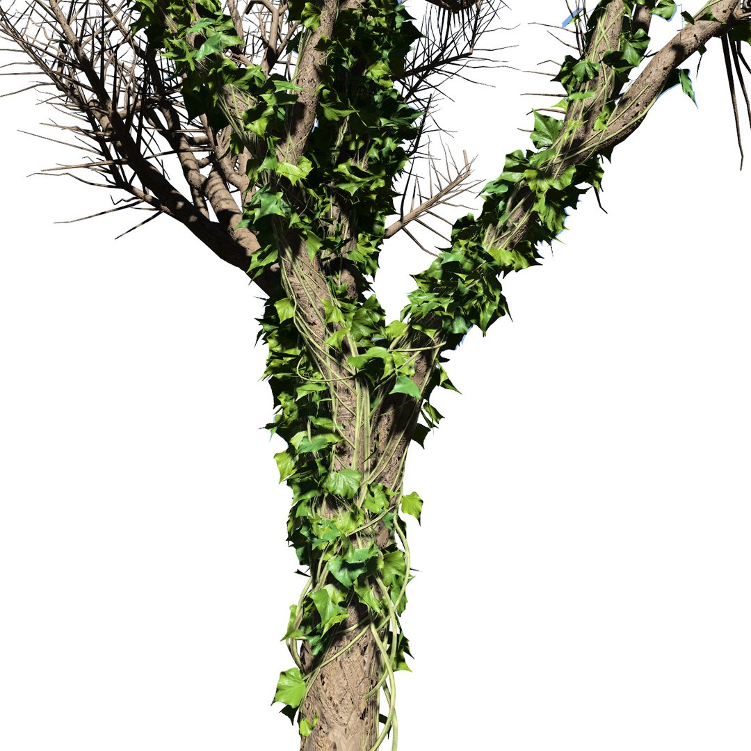 Winter Trees with Hanging Ivy 3D model - TurboSquid 2140264