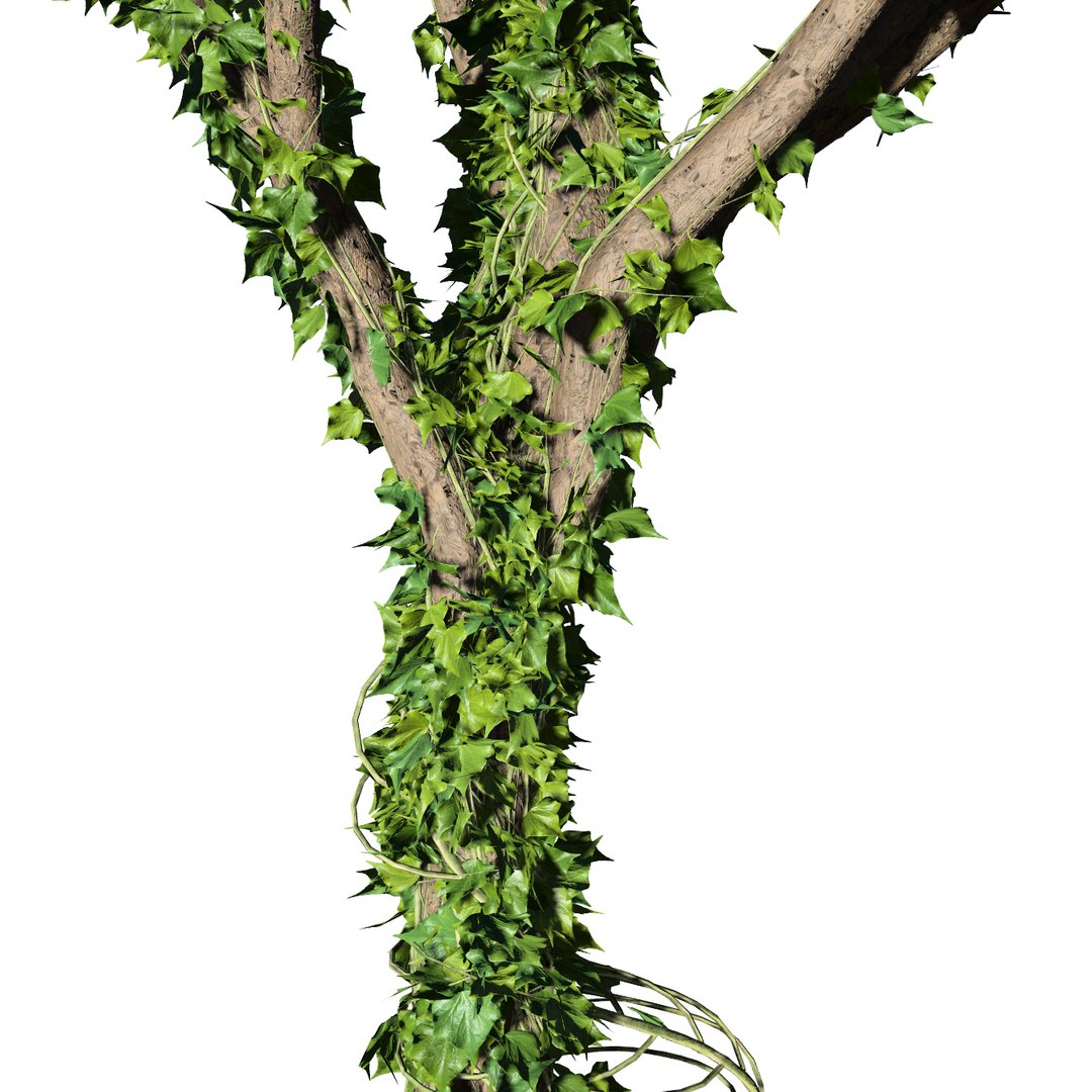 Winter Trees with Hanging Ivy 3D model - TurboSquid 2140264