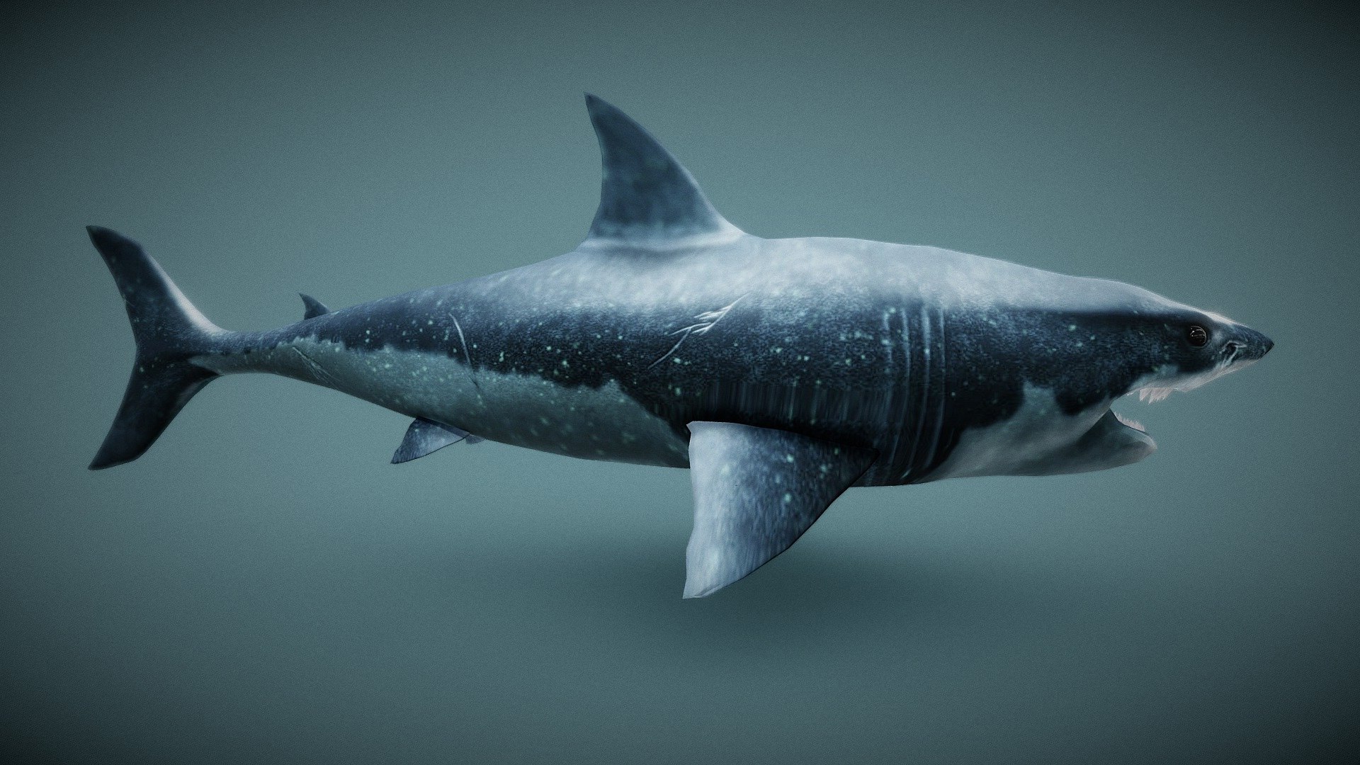 3D Shark Model - TurboSquid 2150959