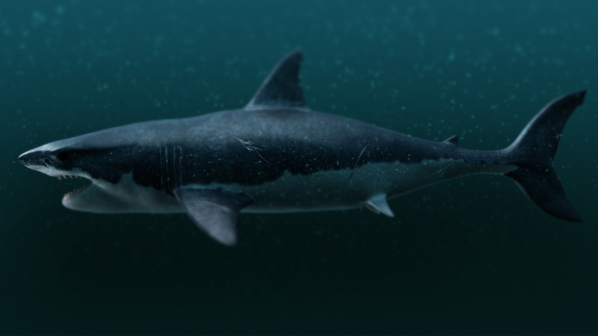 3D Shark Model - TurboSquid 2150959