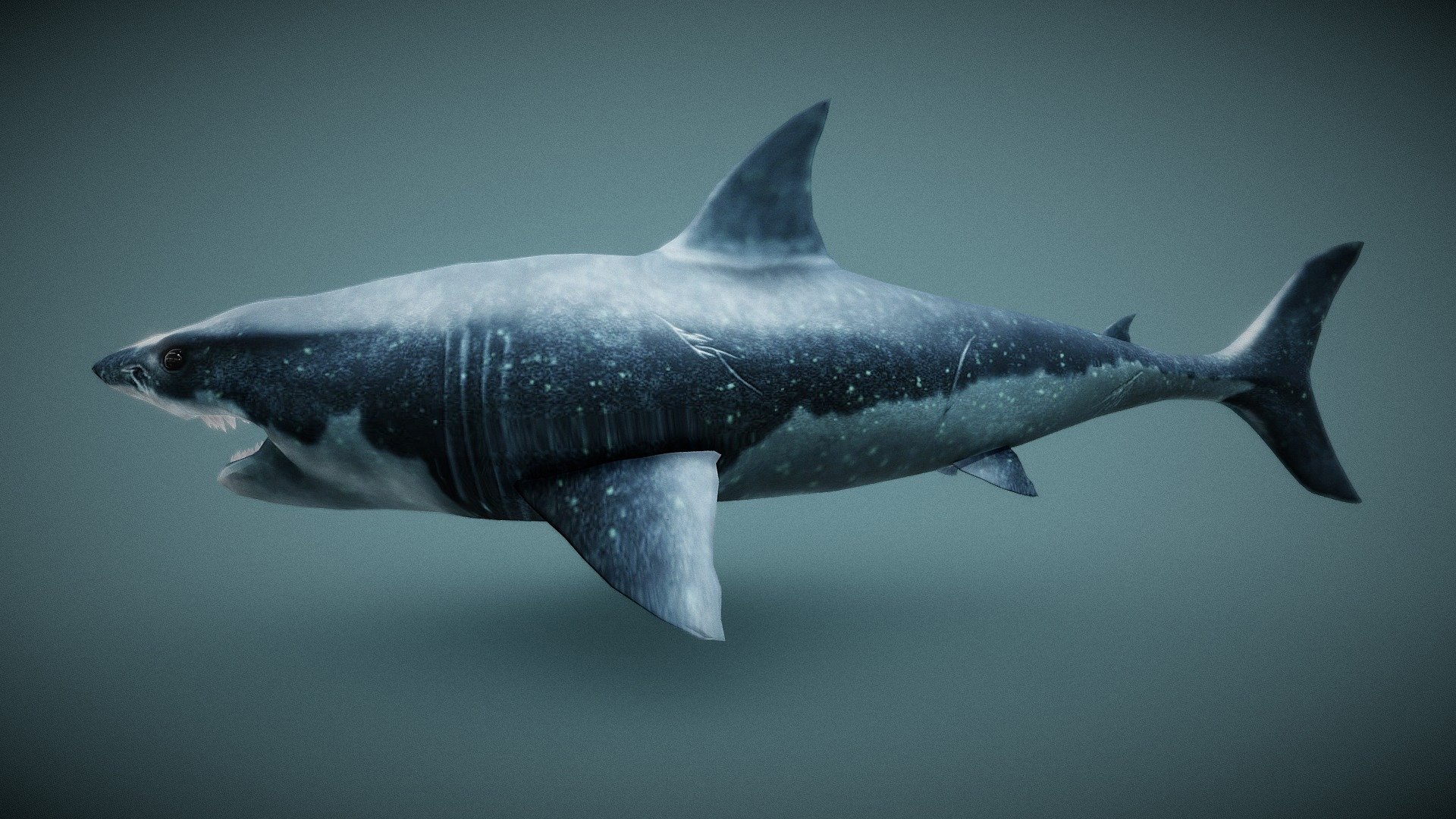 3D Shark Model - TurboSquid 2150959