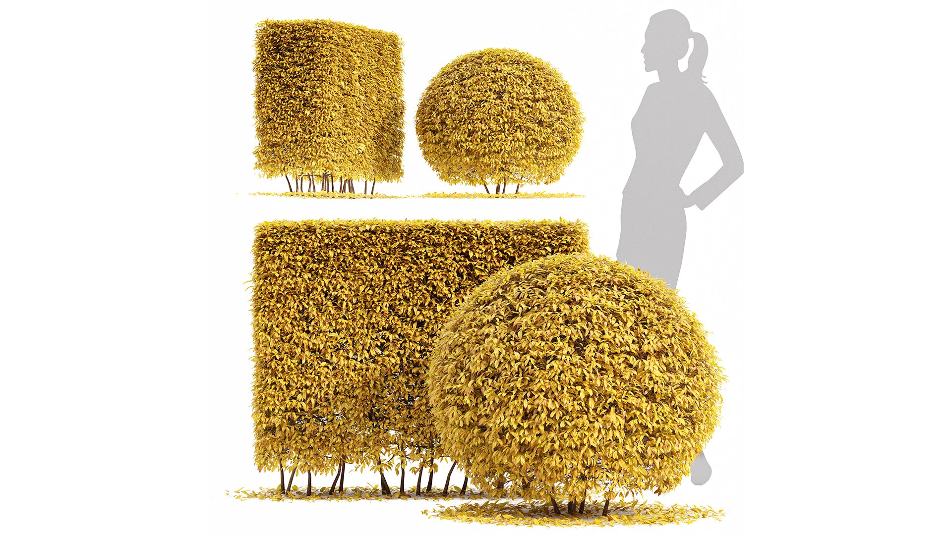 Dwarf Yaupon Holly Fall 3D Model - TurboSquid 2244553