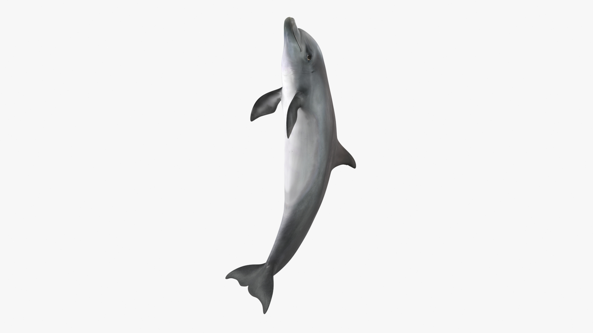 Dolphin Jumping Out Of Water Animated For Cinema 4D 3D Model ...