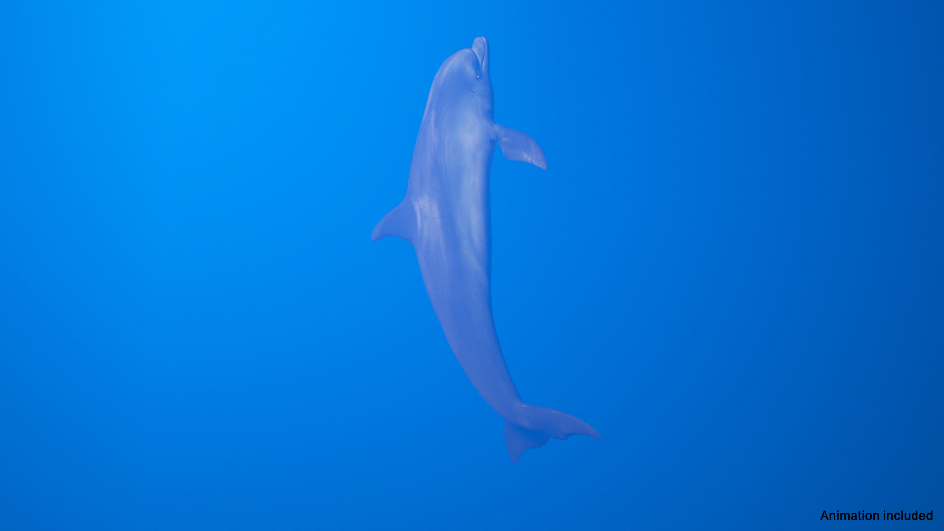 Dolphin Jumping Out Of Water Animated For Cinema 4D 3D Model ...