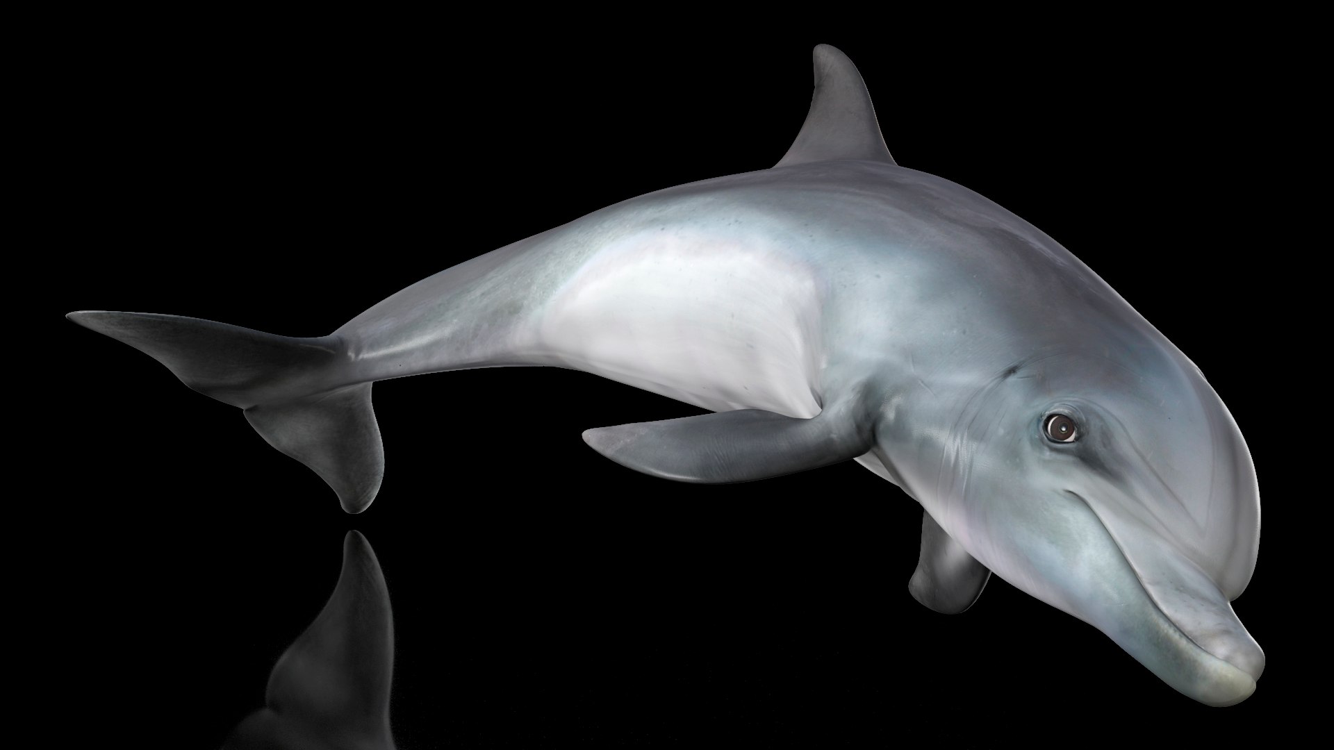 Dolphin Jumping Out Of Water Animated for Cinema 4D 3D model ...