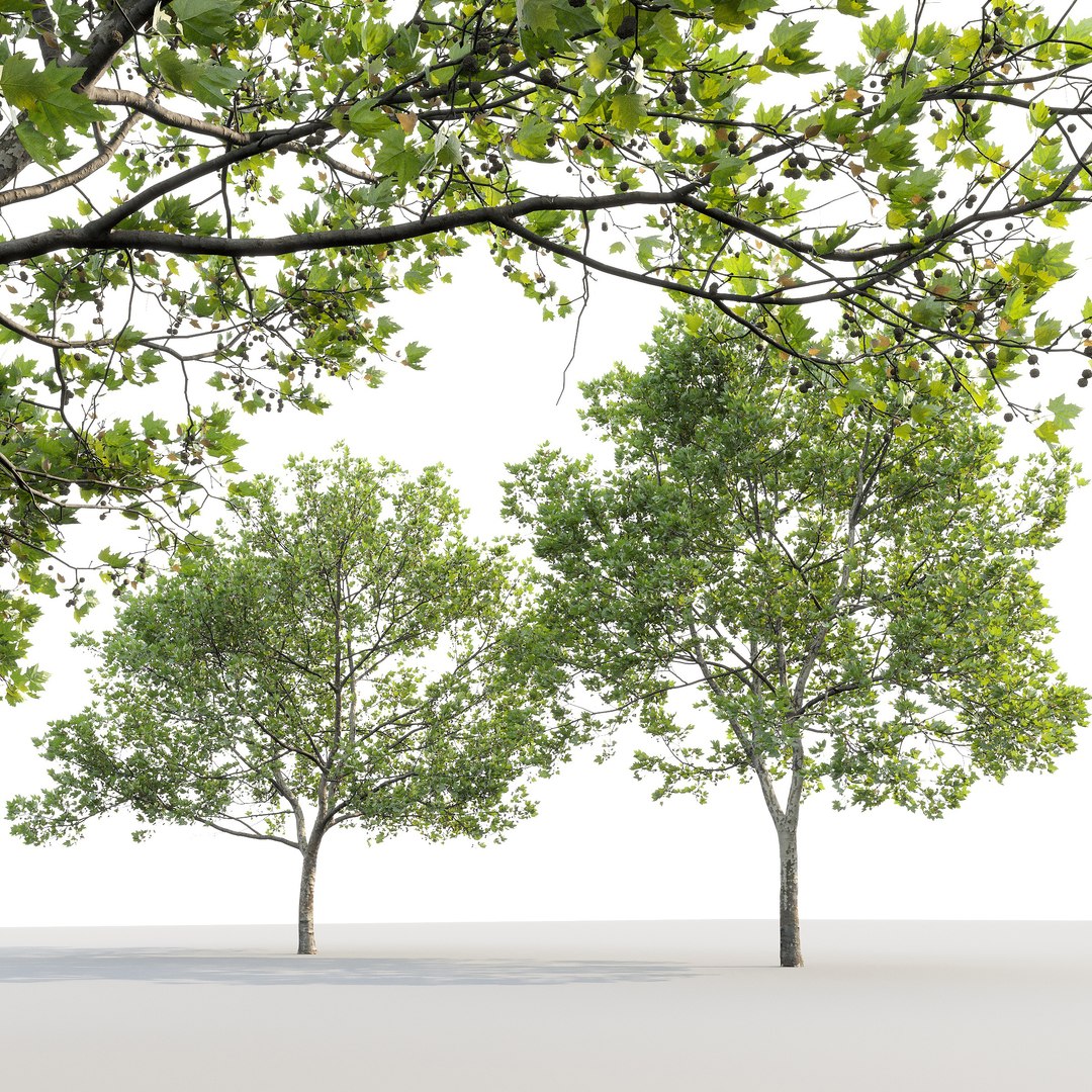 3D Model Plane-tree Sycamore Platanus V21 - TurboSquid 2256479