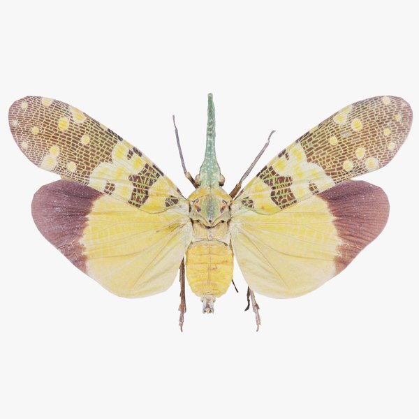 modelo 3d Pyrops Spinolae Camboya remasterizado - TurboSquid 2359779