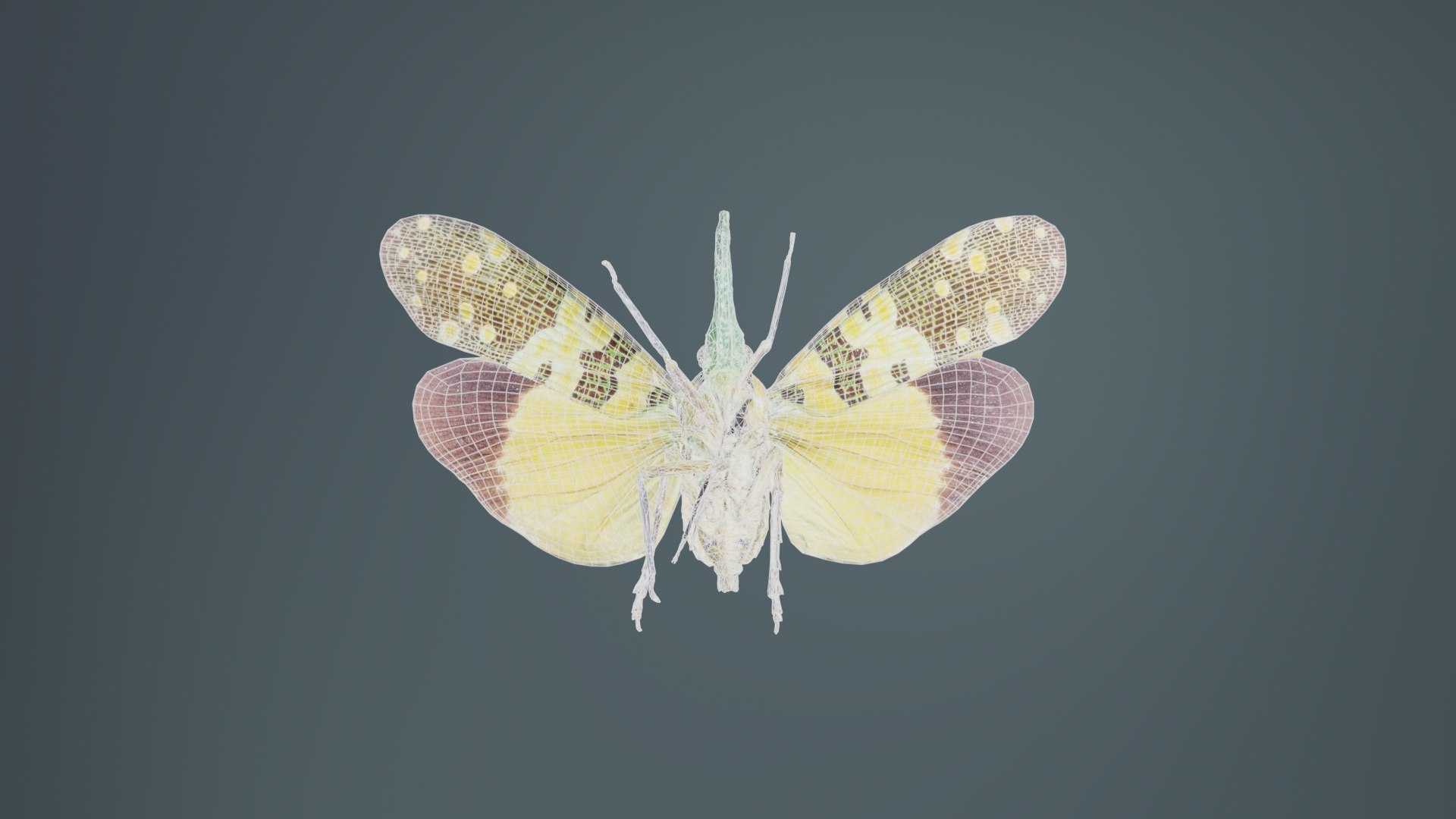 3D Pyrops Spinolae Cambodia Remastered Model - TurboSquid 2359779