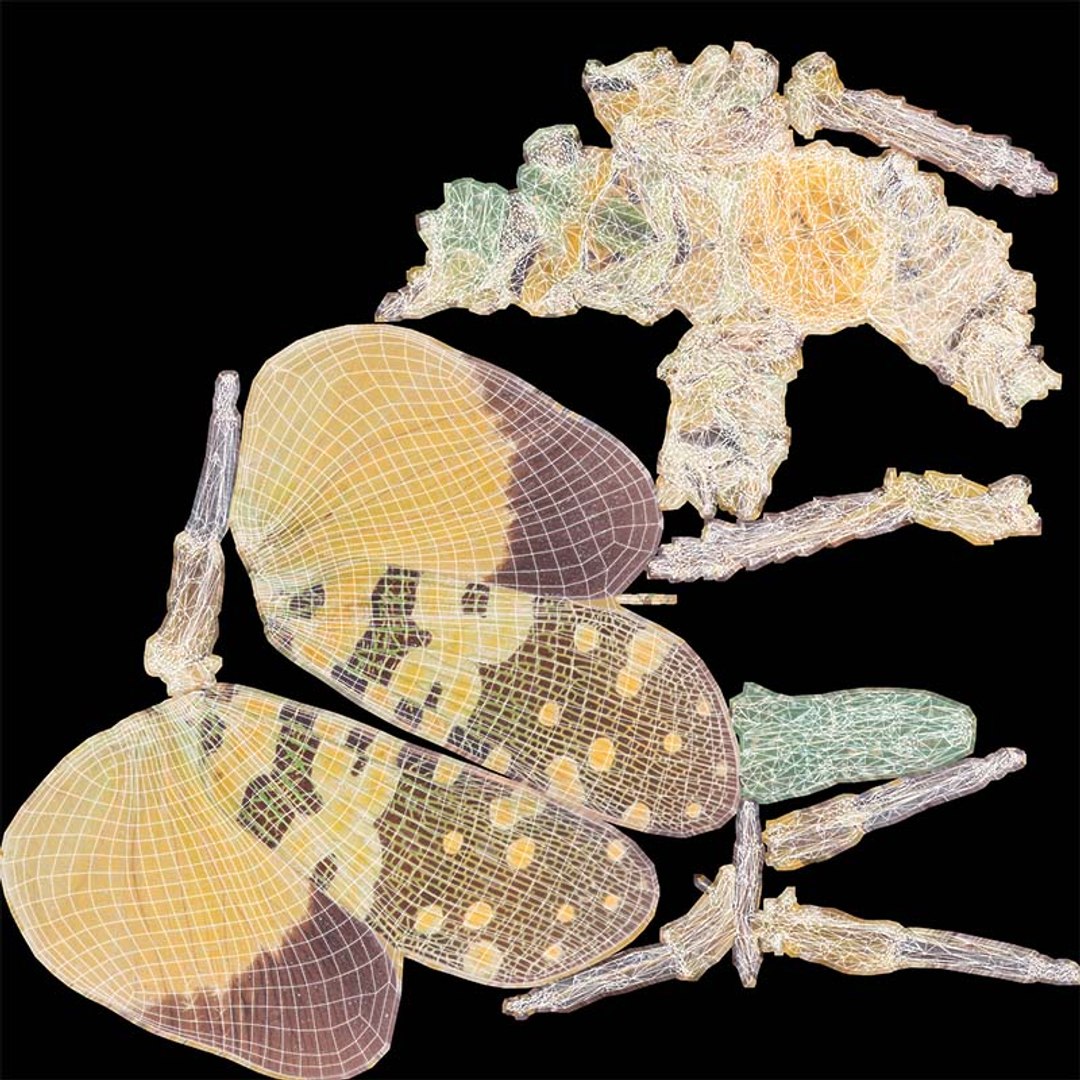 3D Pyrops Spinolae Cambodia Remastered Model - TurboSquid 2359779