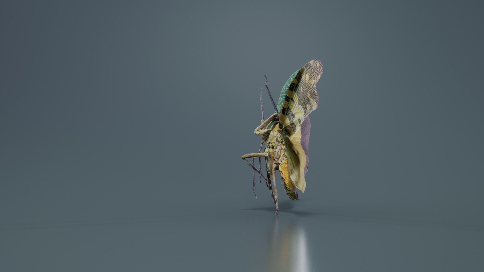 3D Pyrops Spinolae Cambodia Remastered Model - TurboSquid 2359779