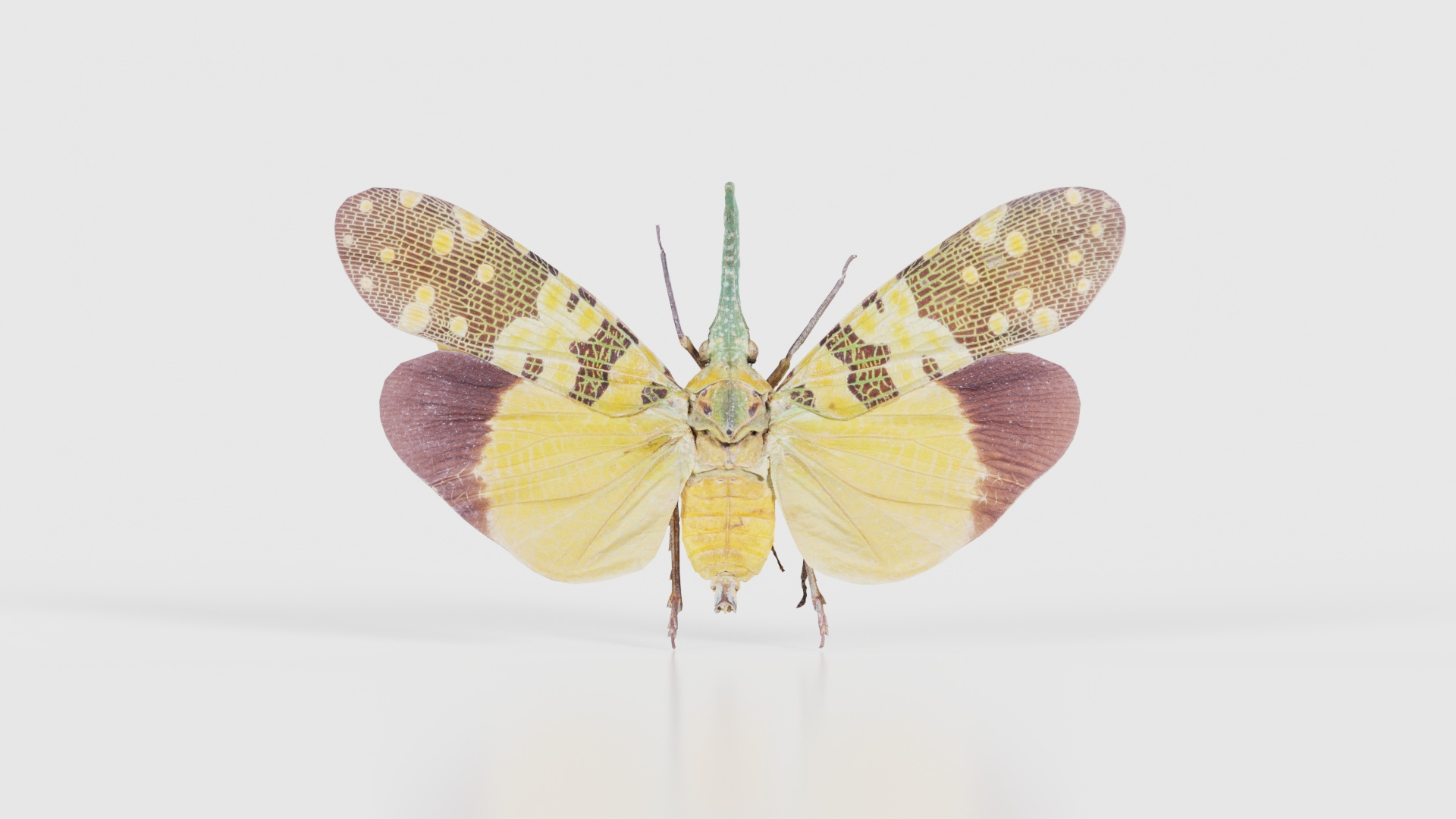 3D Pyrops Spinolae Cambodia Remastered Model - TurboSquid 2359779