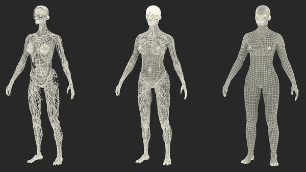 Complete female body anatomy skin 3D model - TurboSquid 1611038