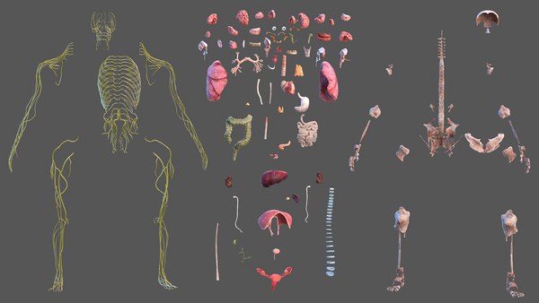 Complete female body anatomy skin 3D model - TurboSquid 1611038