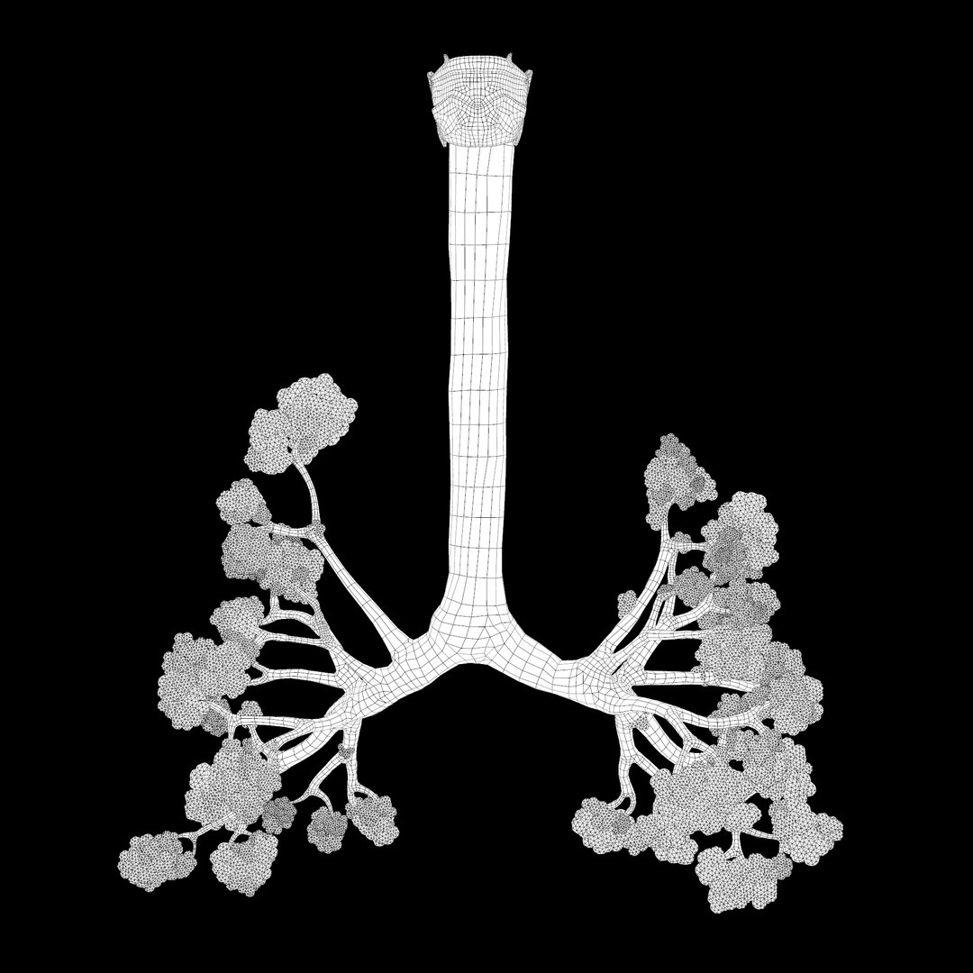 Human Bronchi Alveoli 3D Model - TurboSquid 1652682