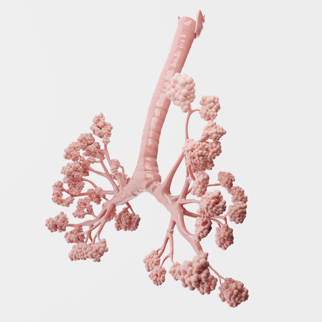 Human Bronchi Alveoli 3D Model - TurboSquid 1652682