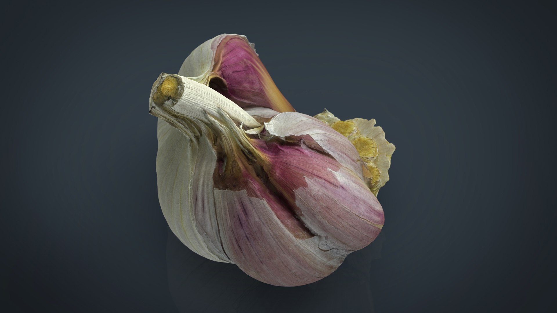 Photorealistic Open Garlic 3d Model