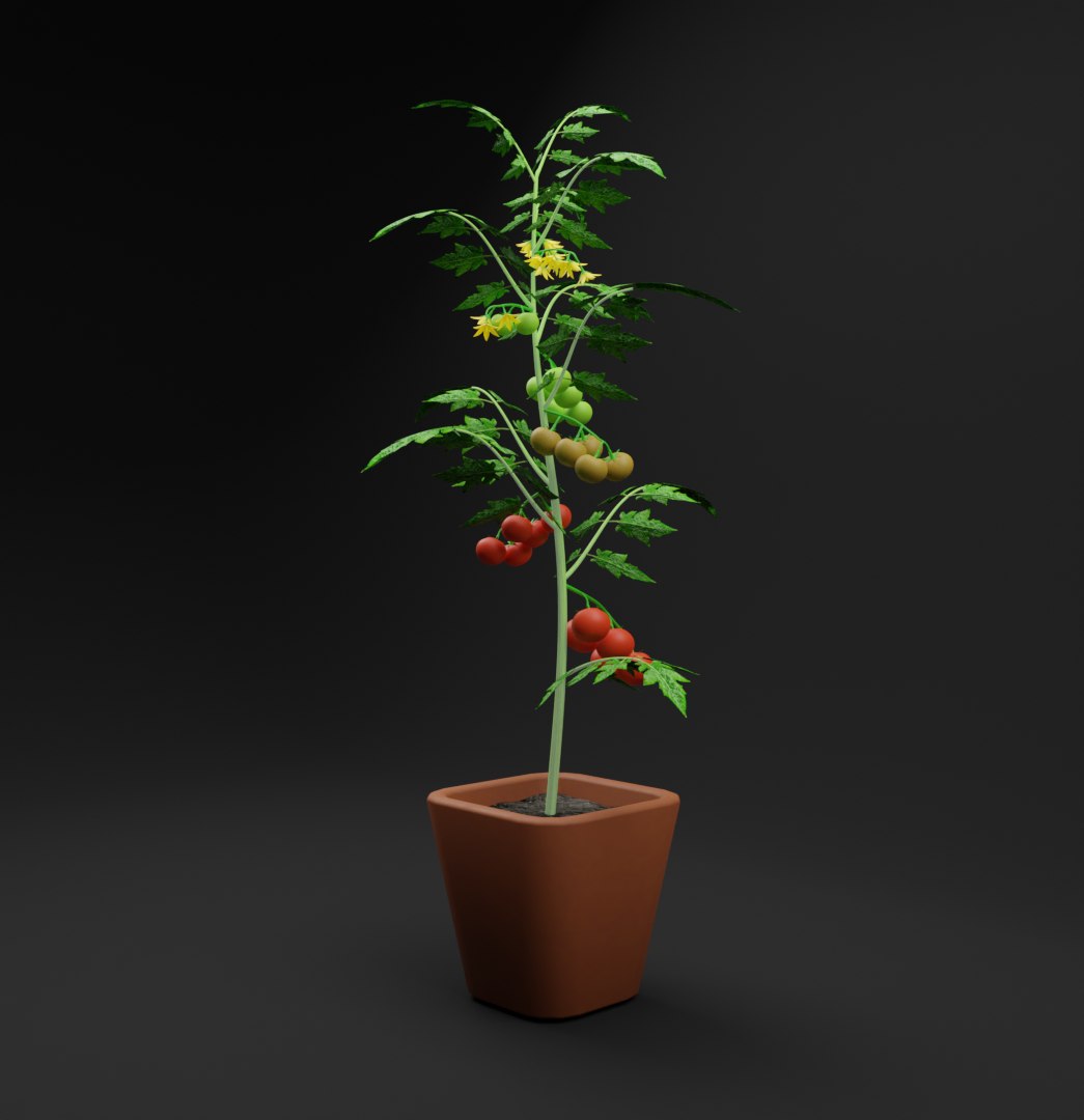 3D Tomato Plant - TurboSquid 2064886