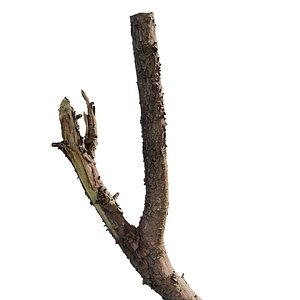 Free 3D Trunk Models | TurboSquid