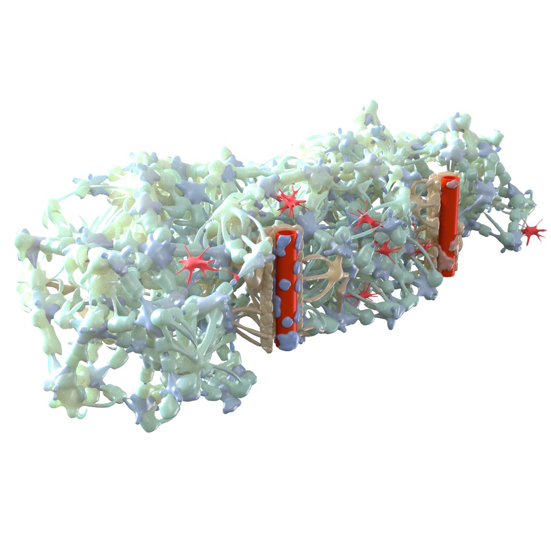3D Brain Neuron Structure With Blood Vessels Model - TurboSquid 1915688