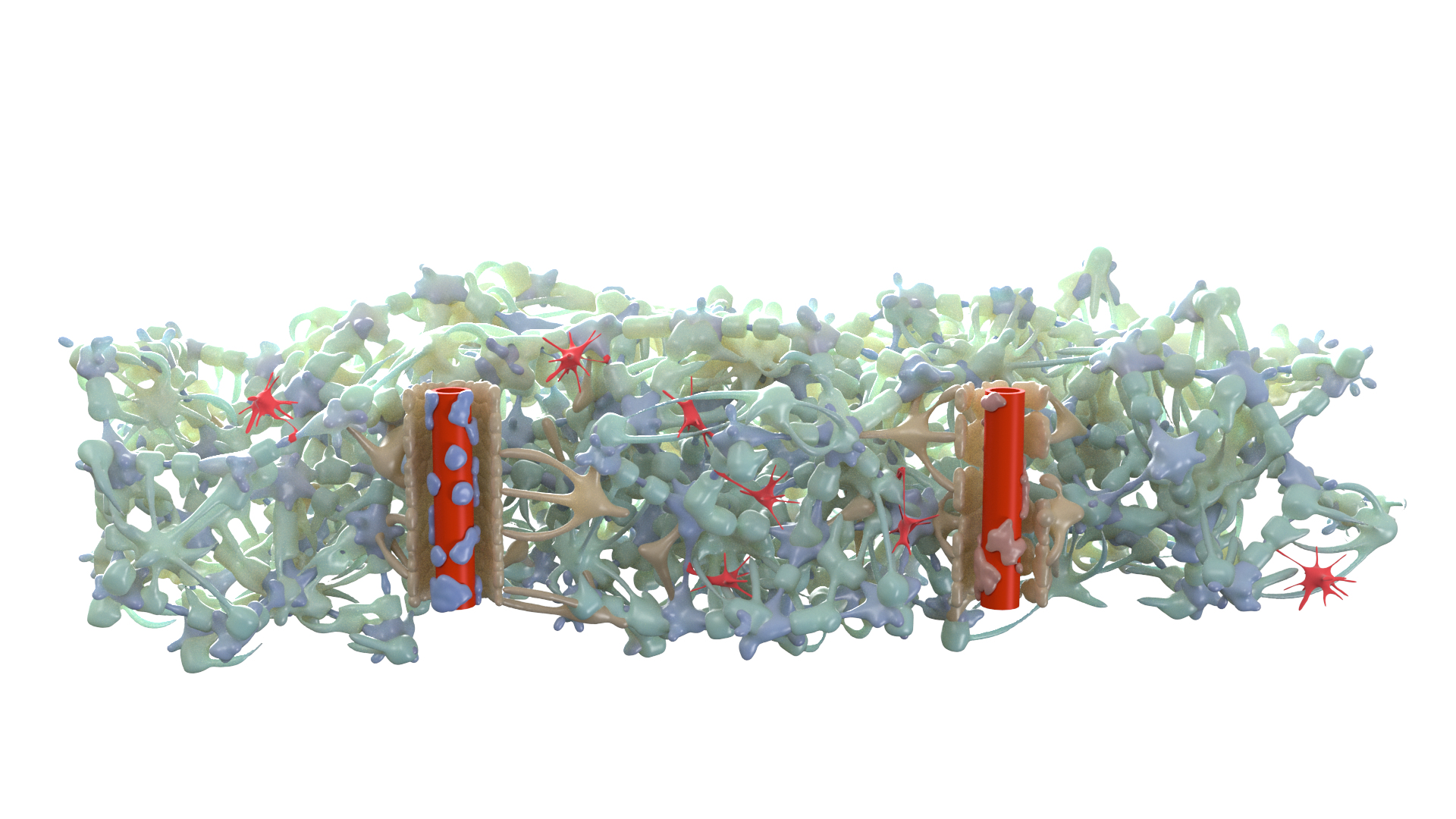 3D Brain Neuron Structure With Blood Vessels Model - TurboSquid 1915688