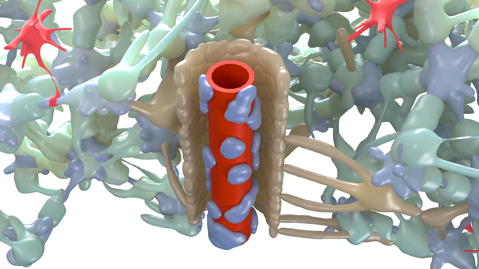 3D Brain Neuron Structure With Blood Vessels Model - TurboSquid 1915688