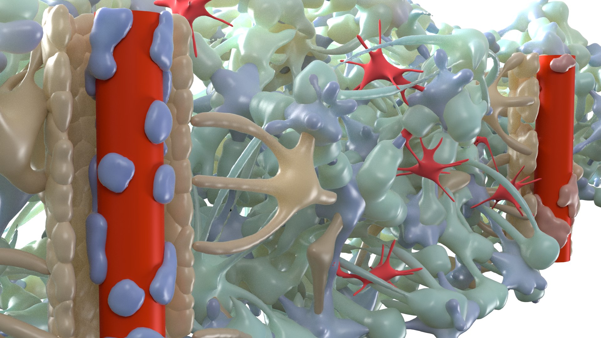 3D Brain Neuron Structure With Blood Vessels Model - TurboSquid 1915688