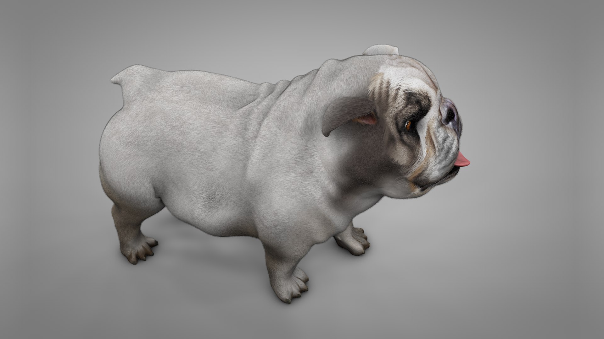 British Bulldog White L253 Model - TurboSquid 1434621