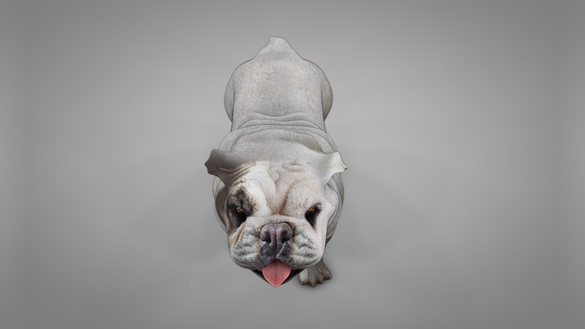 British Bulldog White L253 Model - TurboSquid 1434621