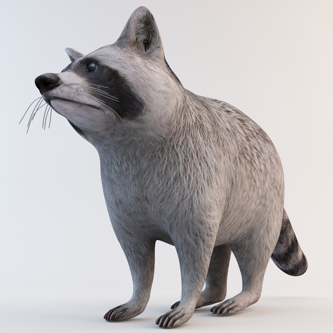 raccoon animal modelled 3d model