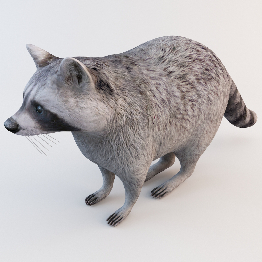 raccoon animal modelled 3d model