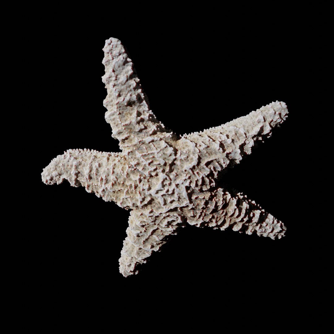 3D model Starfish - TurboSquid 1980519