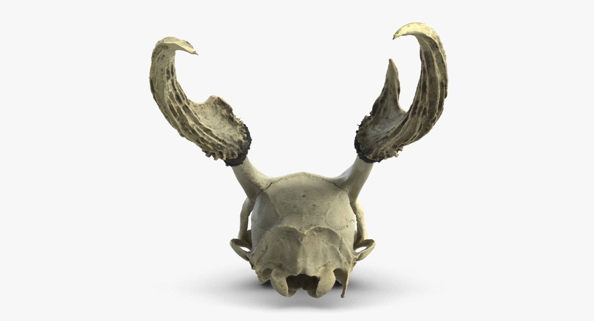 Max Deer Skull Raw Scan