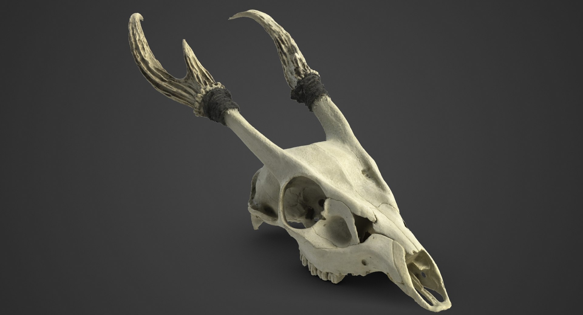 deer skeleton front view