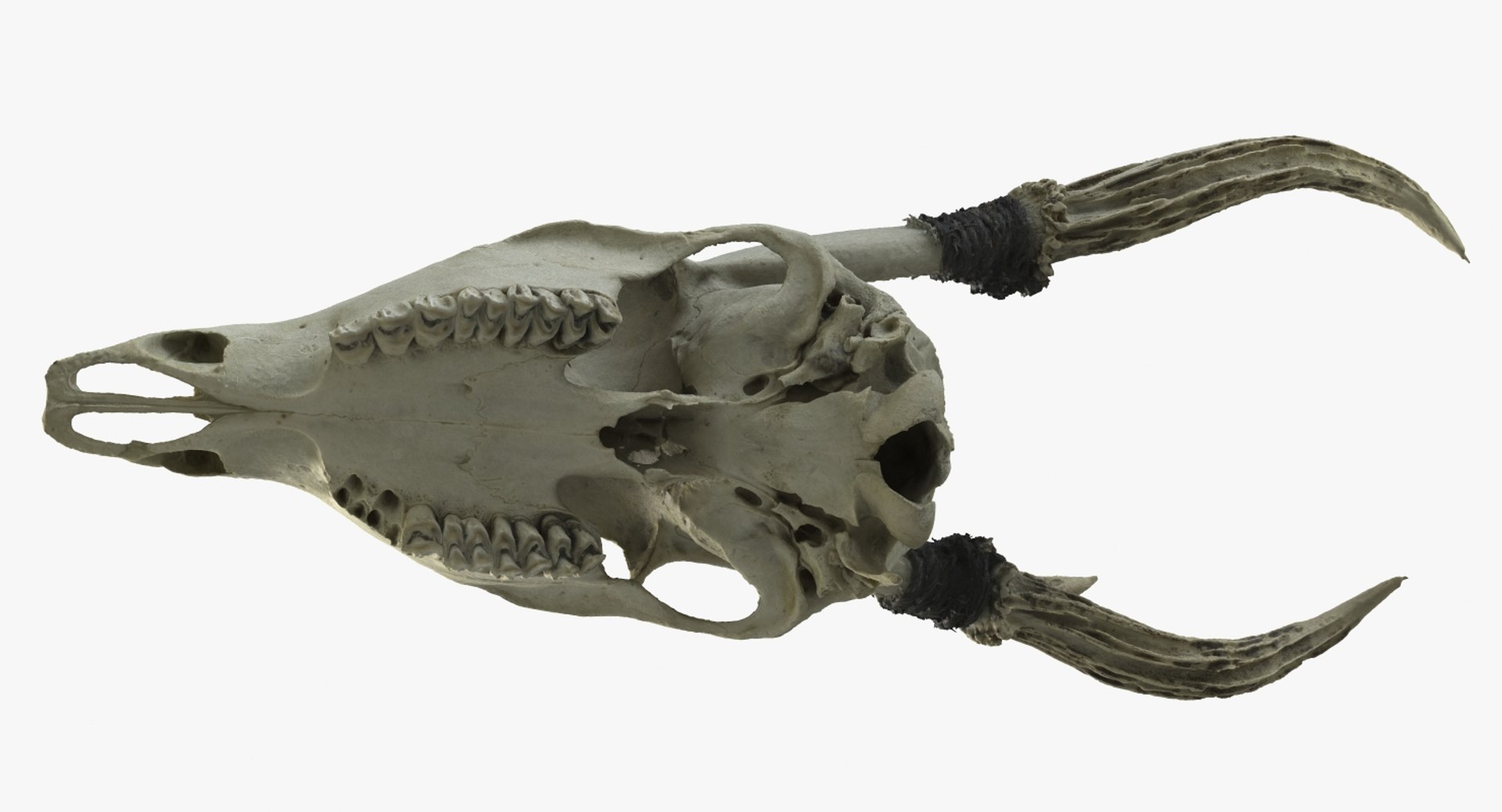 Max Deer Skull Raw Scan