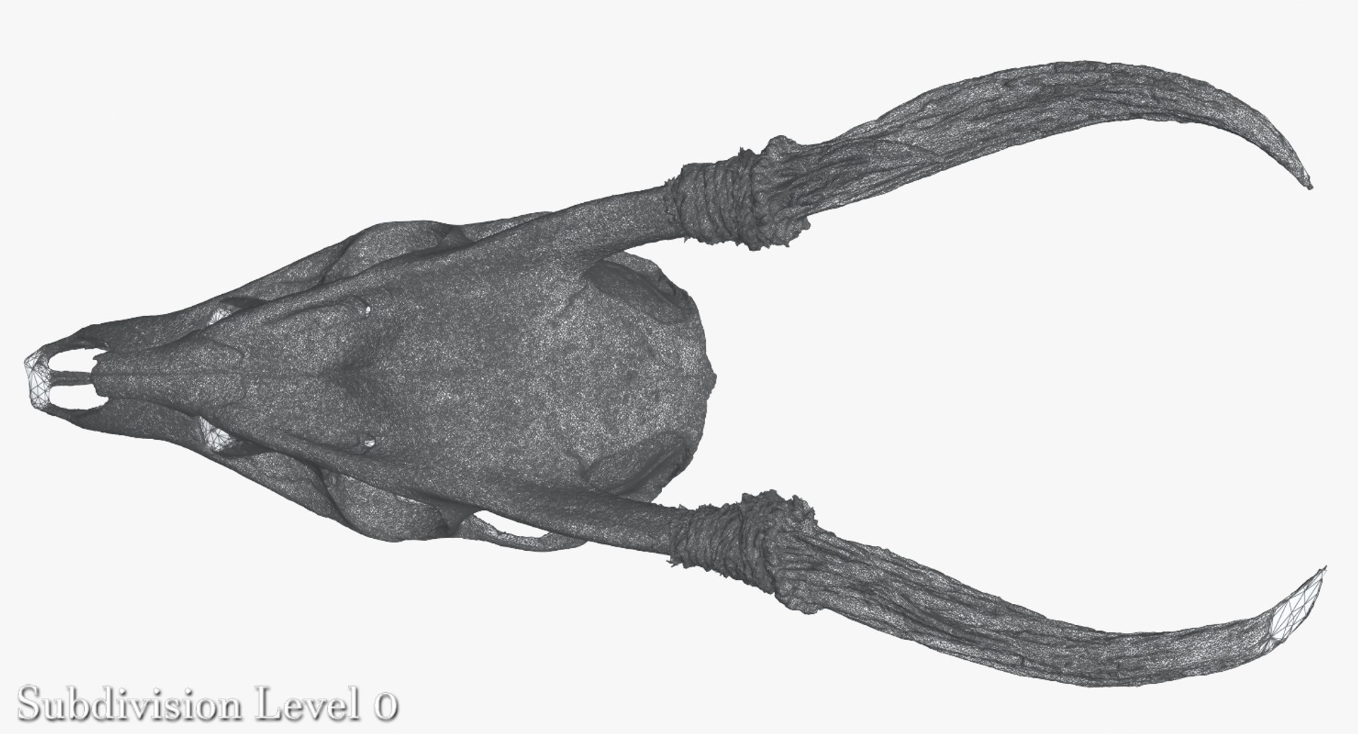 Max Deer Skull Raw Scan