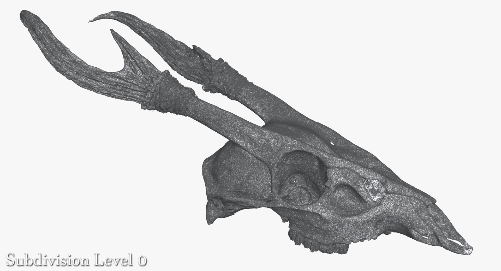 Max Deer Skull Raw Scan