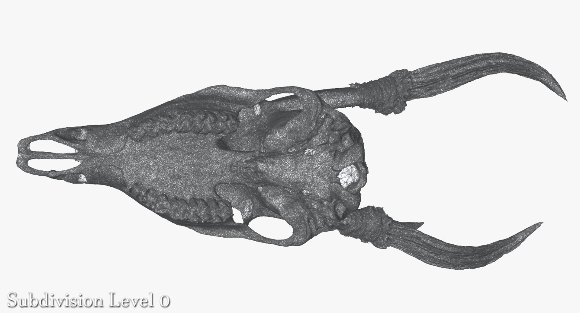 Max Deer Skull Raw Scan