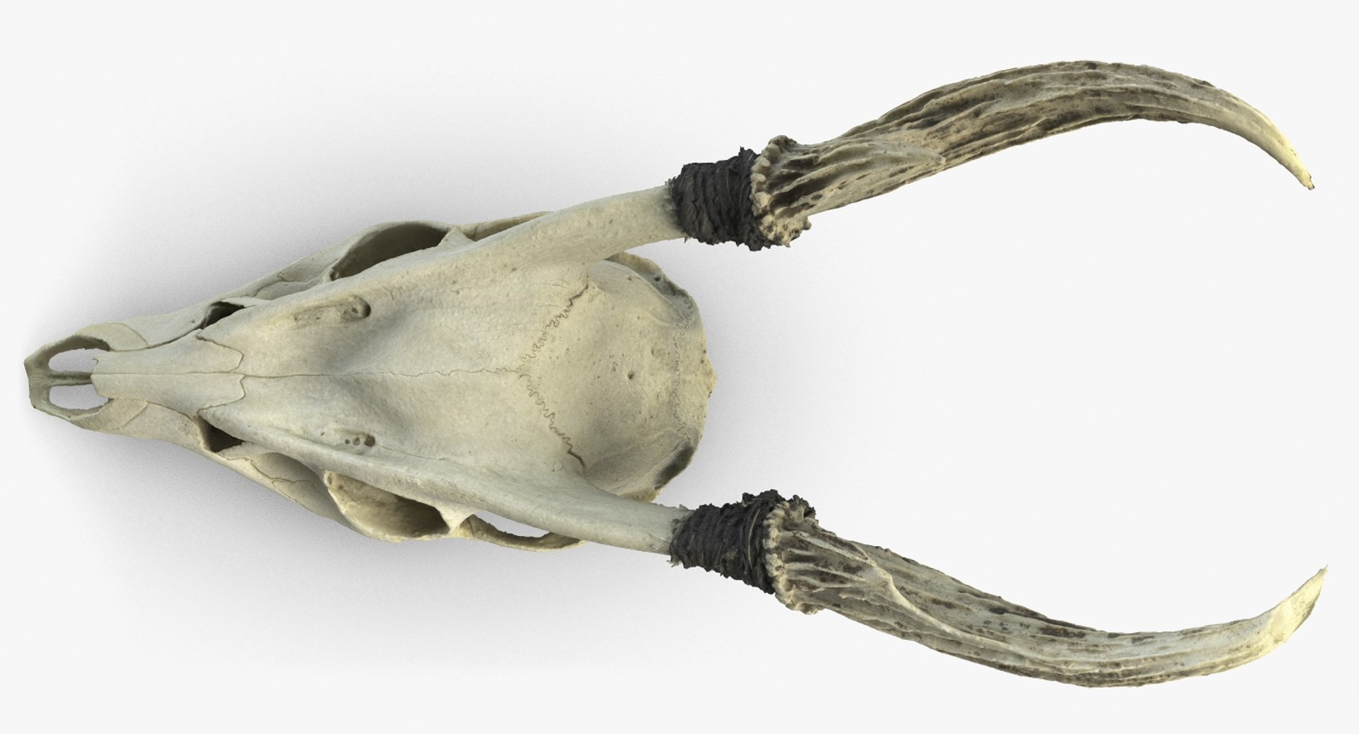 Max Deer Skull Raw Scan