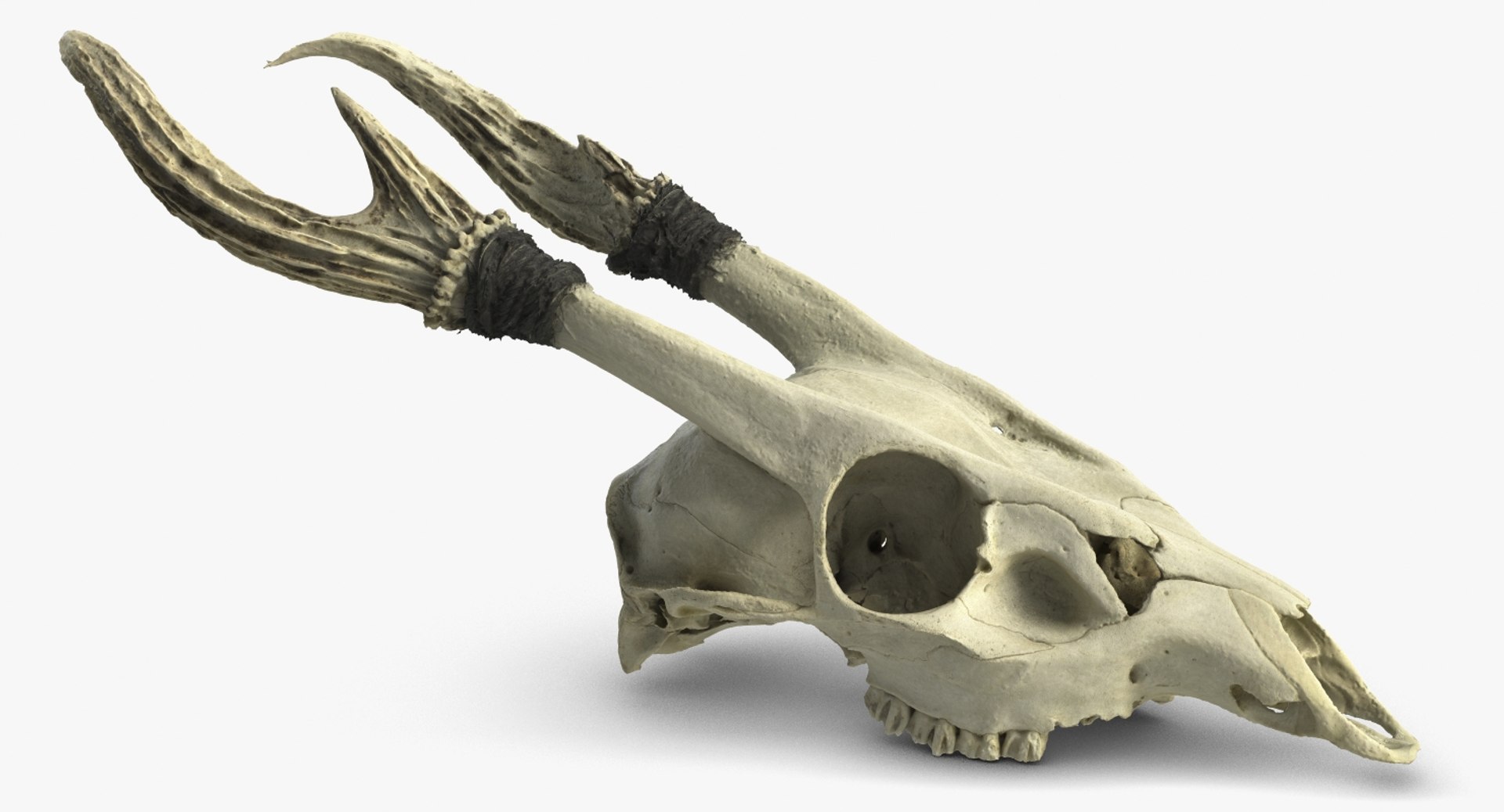 Max Deer Skull Raw Scan